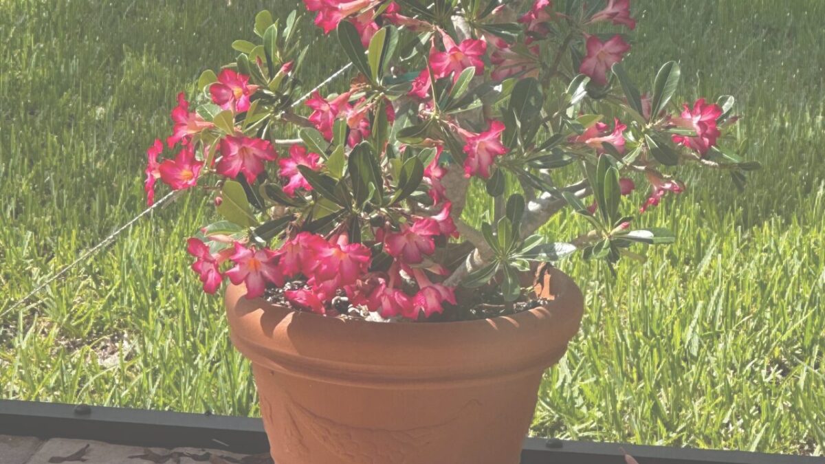 The Plant Lady - All Things Wellness